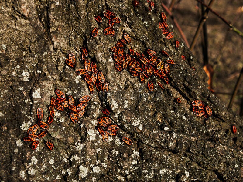 Fire Bug Cluster Stock Photos - Free & Royalty-Free Stock Photos from ...