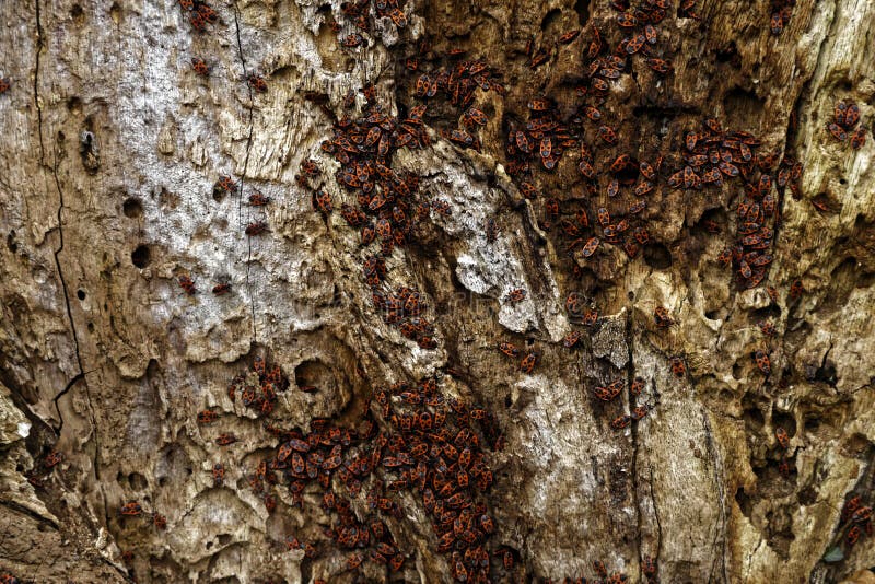 Fire bug colony stock photo. Image of tree, plant, flower - 69627252