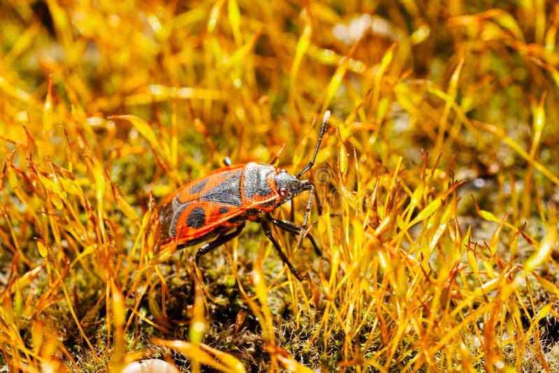 Fire bug on the grass stock image. Image of firebug, small - 73793955