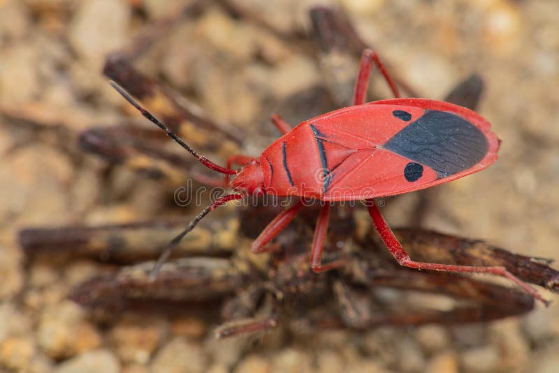 Fire Bug Man Faced Bug Red Bug Insect Macro Close Up Detail Stock Photo ...