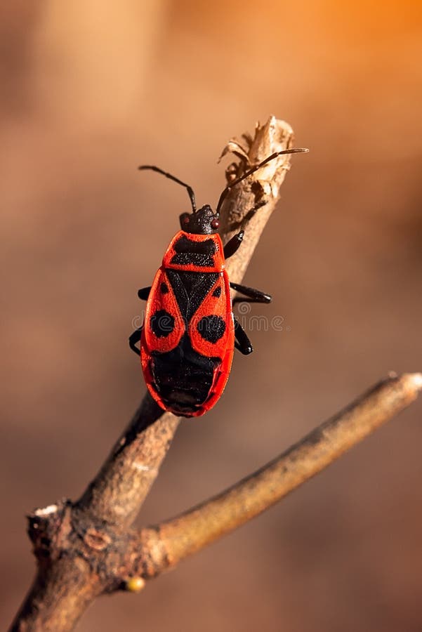 Fire Bug Pyrrhocoris Apterus. Stock Image - Image of apterus, fire ...
