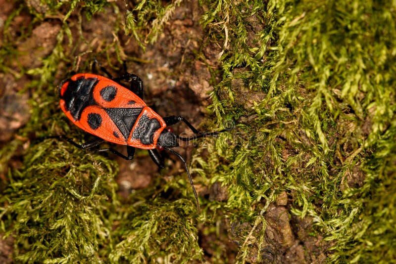 Fire Bug (Pyrrhocoris Apterus) in Nature Stock Photo - Image of ...