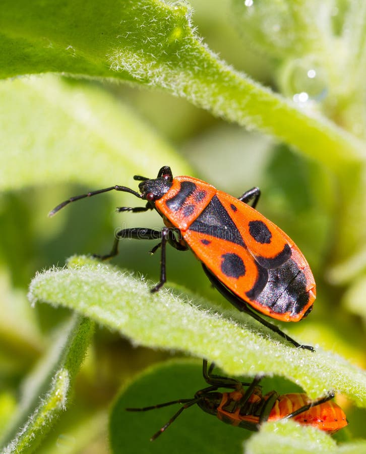 Pyrrhocoris Apterus Firebug Insect Stock Image - Image of outdoor ...