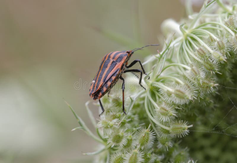 The Fire Bugs are a Family of Bugs Stock Photo - Image of blooming ...