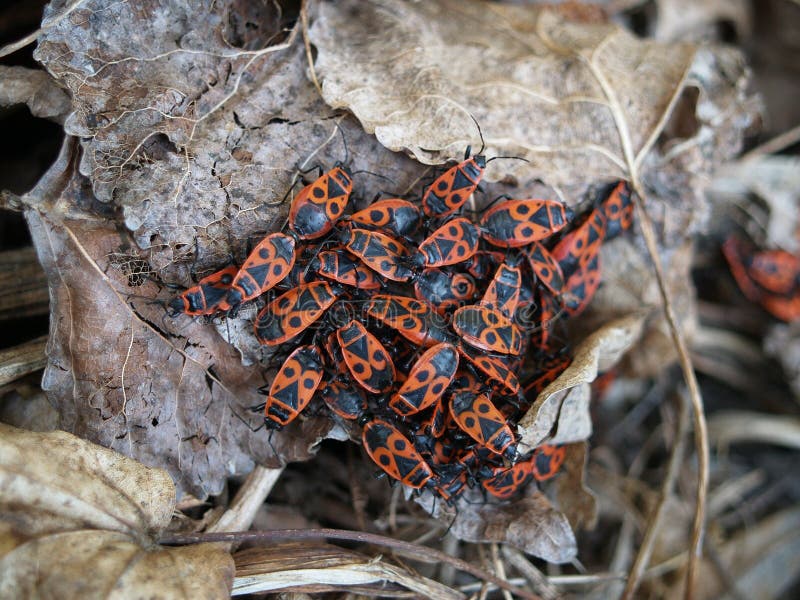 Fire bugs stock photo. Image of animals, confused, schuster - 30537040