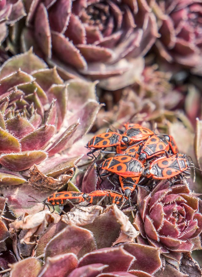 Fire Bugs when Mating Wildlife Stock Photo - Image of closeup ...