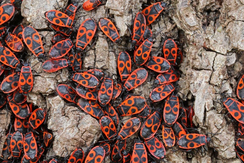 Spotted Firebug Stock Photos - Free & Royalty-Free Stock Photos from ...