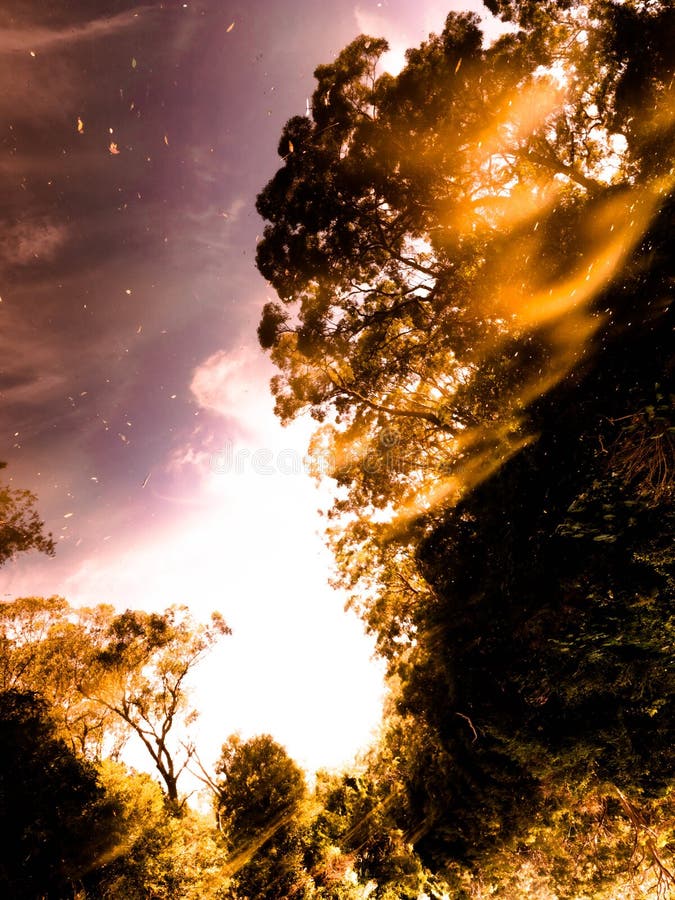 Fire! Burn Nature in Jungle Blur and Reflect Stock Image - Image of ...