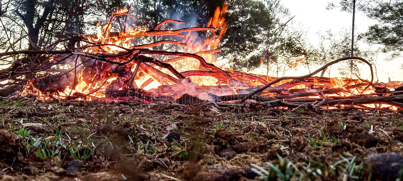 Fire burn wild stock image. Image of wood, autumn, wilderness - 236389799