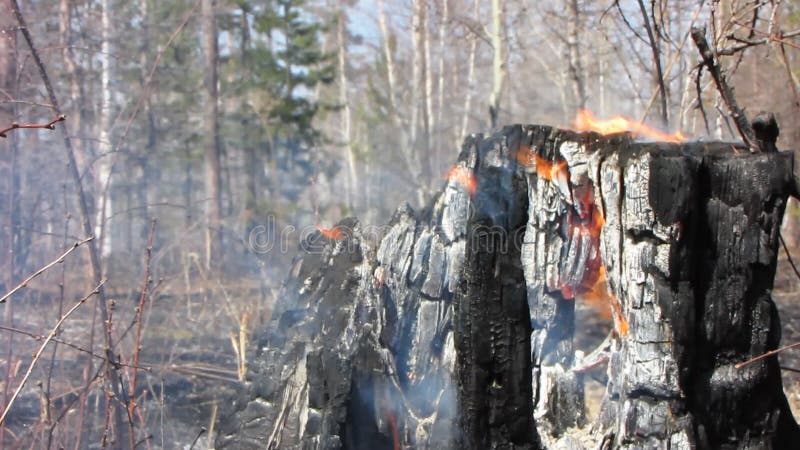 Forest Burned Down By A Forest Fire Stock Video - Video of devastated ...