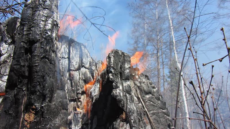 Fire. the Burned Down Trees. Stock Video - Video of fire, wind: 47732079