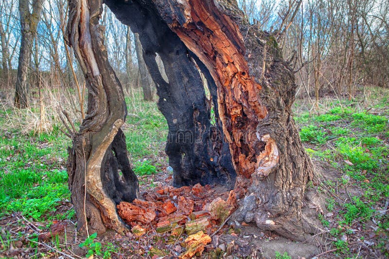 Fire burned tree stock image. Image of rotten, disaster - 89503453