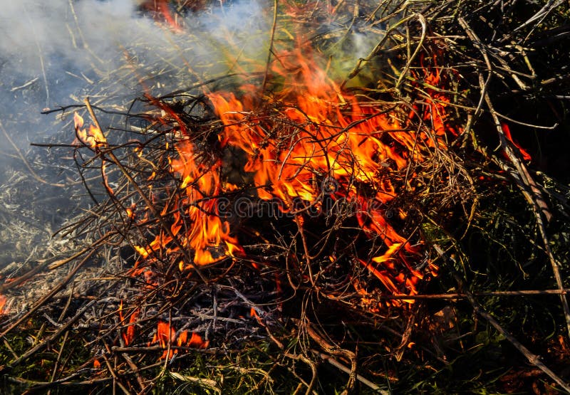 Fire burning dry branch. stock image. Image of ground - 39365087
