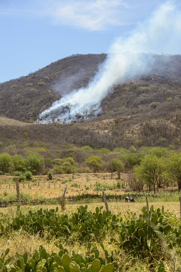 Fire and Burning in the Brazilian Caatinga Biome, in the Hinterland of ...