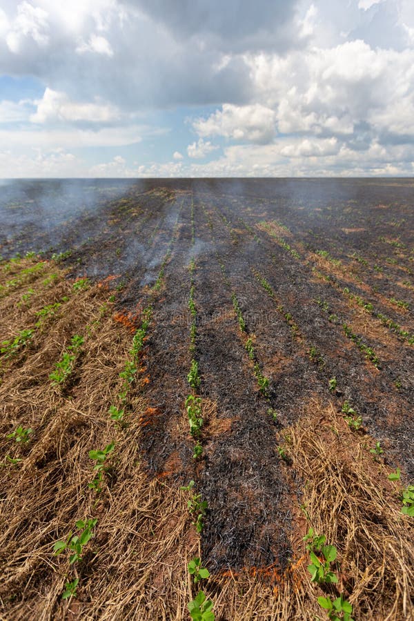 Farmland Burning Fire Crops Stock Photos - Free & Royalty-Free Stock ...