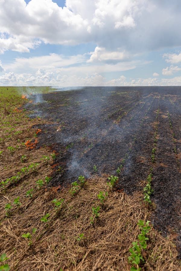 Farmland Burning Fire Crops Stock Photos - Free & Royalty-Free Stock ...