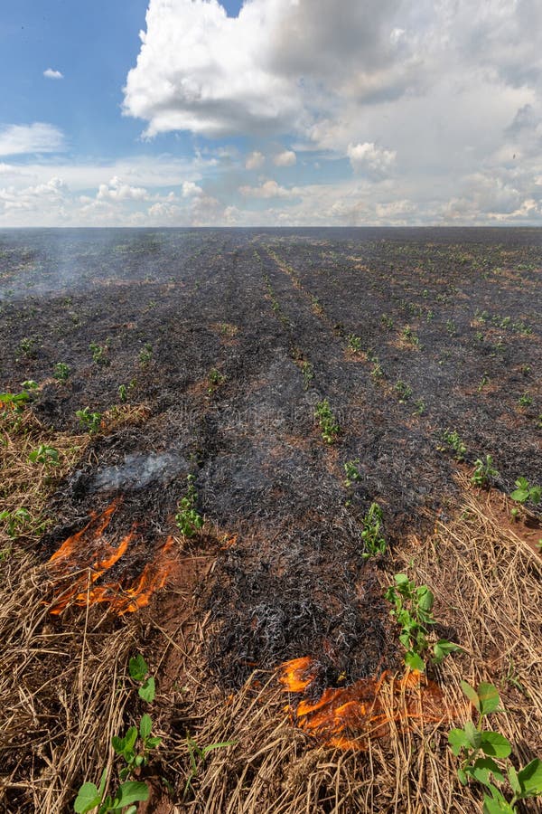 Farmland Burning Fire Crops Stock Photos - Free & Royalty-Free Stock ...