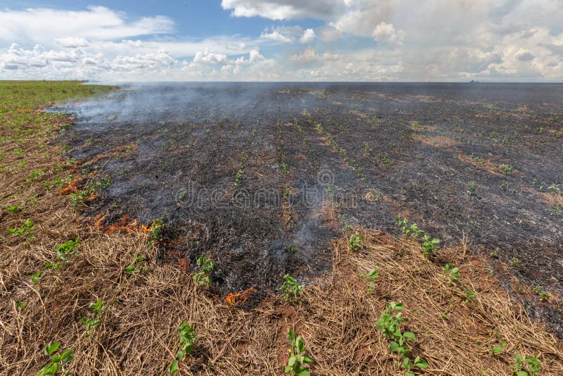 Farmland Burning Fire Crops Stock Photos - Free & Royalty-Free Stock ...