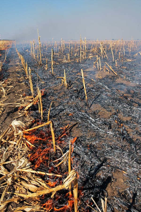 Fire in the Cornfield after Harvest Stock Image - Image of burn, field ...