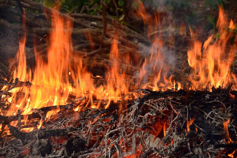 Fire burning dry branch. stock image. Image of orange - 39365087