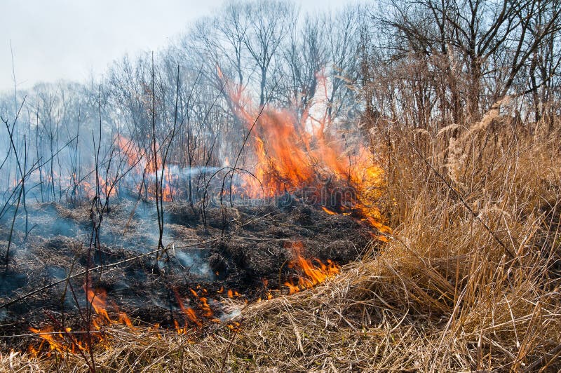 Dry Grass Burns, Natural Disaster. Forest Fire Aerial View Stock Image ...