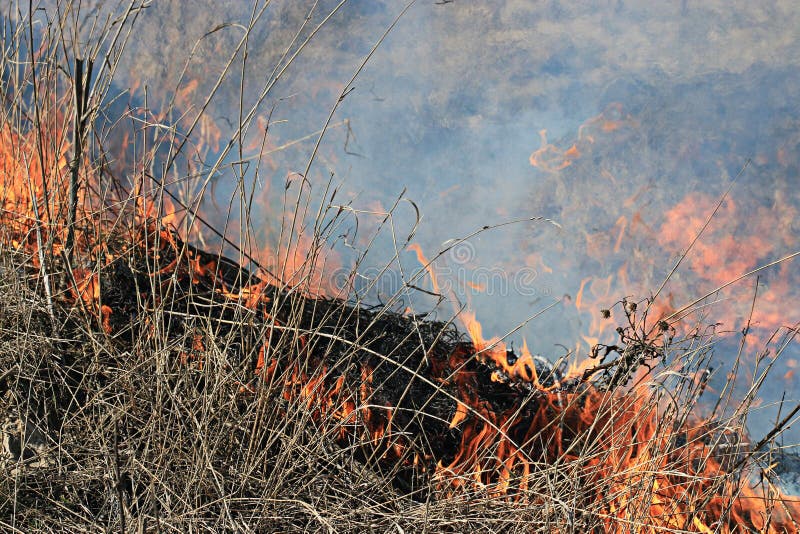 Fire burning dry grass stock image. Image of inferno - 47342235