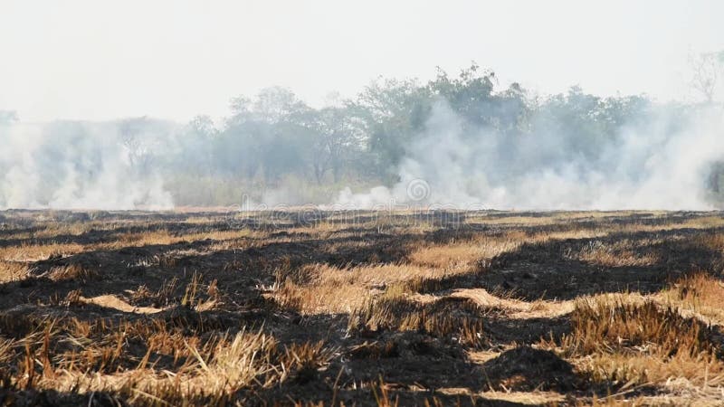 Flame Danger Burning Dry Plant Field Fire Smoke Stock Video - Video of ...