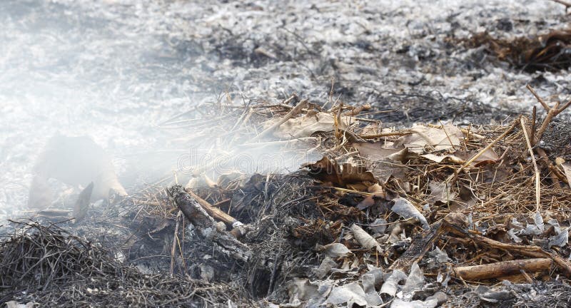 Fire Burning Dry Tree Branches Stock Image - Image of hell, inferno ...