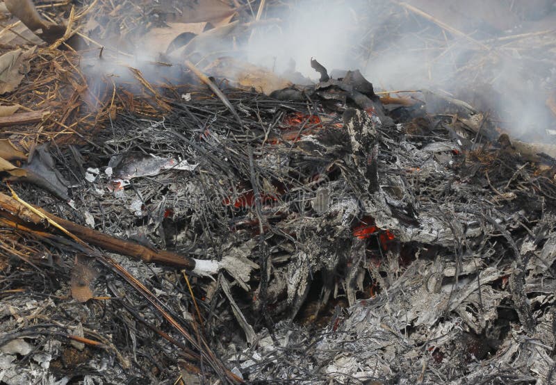 Fire Burning Dry Tree Branches Stock Photo - Image of ecology ...