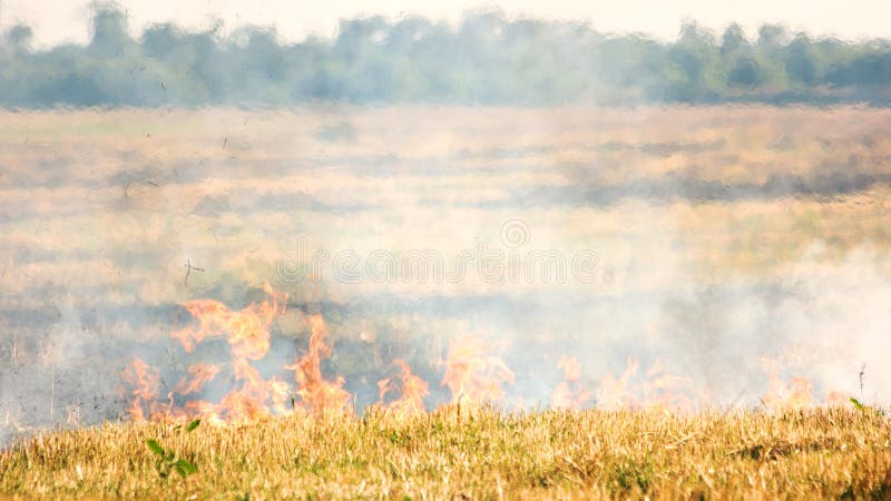 Fire burning on the field. stock image. Image of danger - 127529261