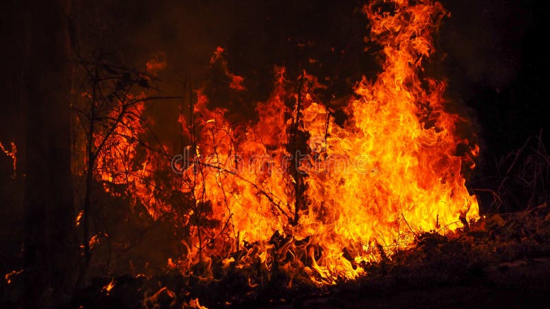 The Fire is Burning the Forest at Night Stock Image - Image of ...