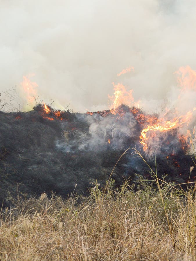 Fire burning stock photo. Image of garden, smoke, pollution - 55071618