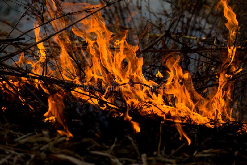 Fire, Burning Grass and Small Trees. Stock Image - Image of behavior ...