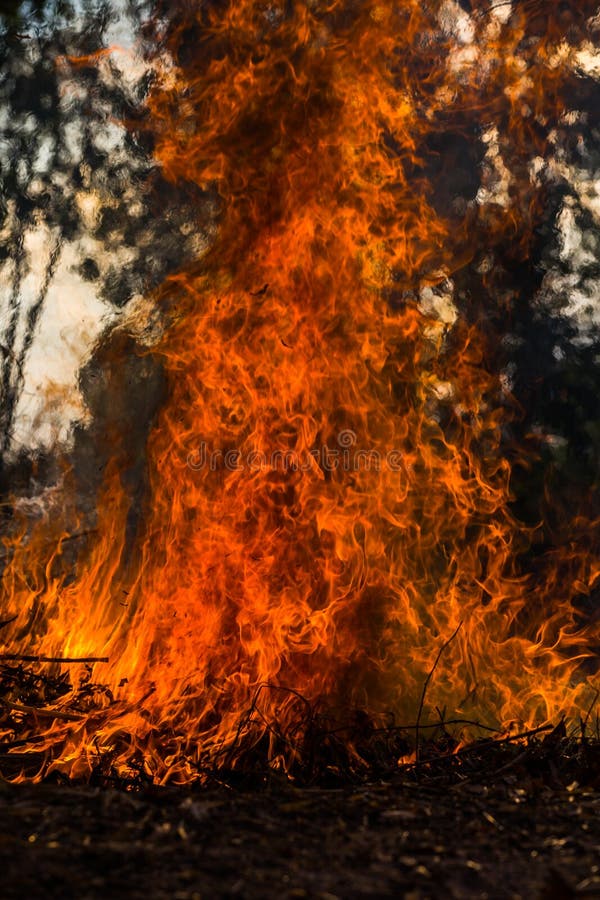 Fire, Burning Grass And Small Trees. Stock Photo - Image of detail ...
