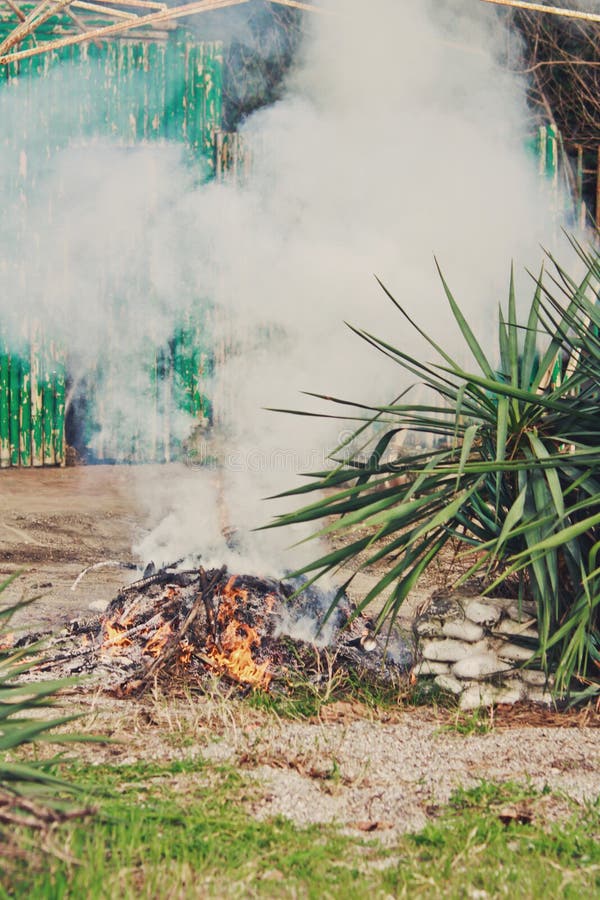 The Fire is Burning in Nature. Green Ald Painting Bamboo Wall Stock ...