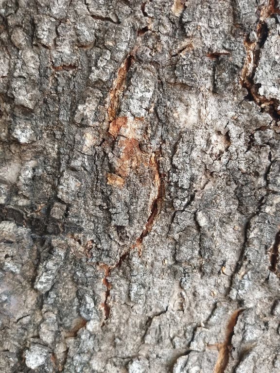 The Fire Burning at Night is Very Nice and Neat Stock Photo - Image of ...