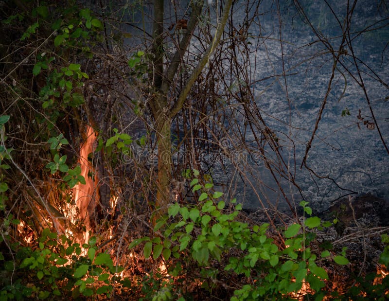 Fire Burning Plants and Trees in a Forest Disaster Stock Photo - Image ...