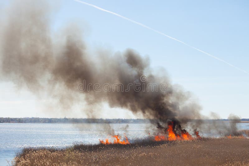 Fire. Burning reed. stock image. Image of flooded, lake - 80701621