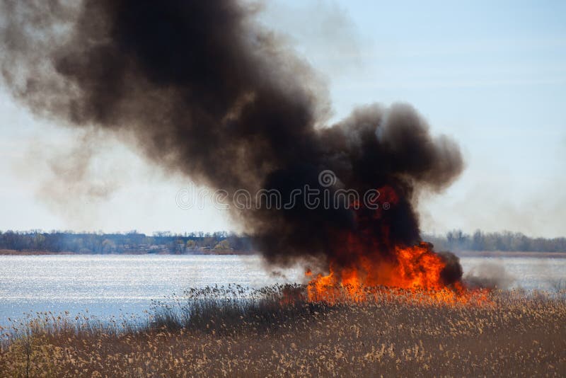 Fire. Burning reed. stock image. Image of flames, smoke - 80703077