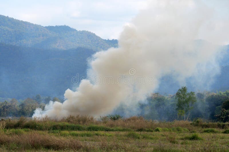 Fire Burning Straw after Harvest in Rice Field. Stock Photo - Image of ...