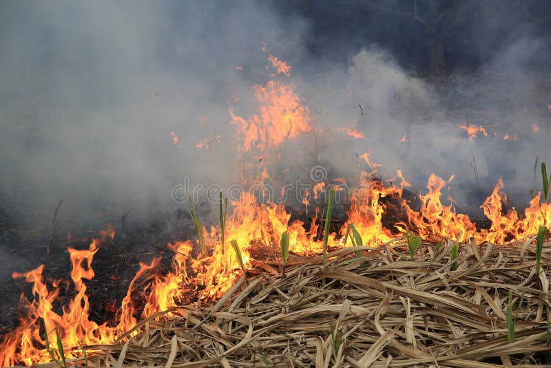 Fire stock photo. Image of camp, blue, bushfire, heap - 50681474