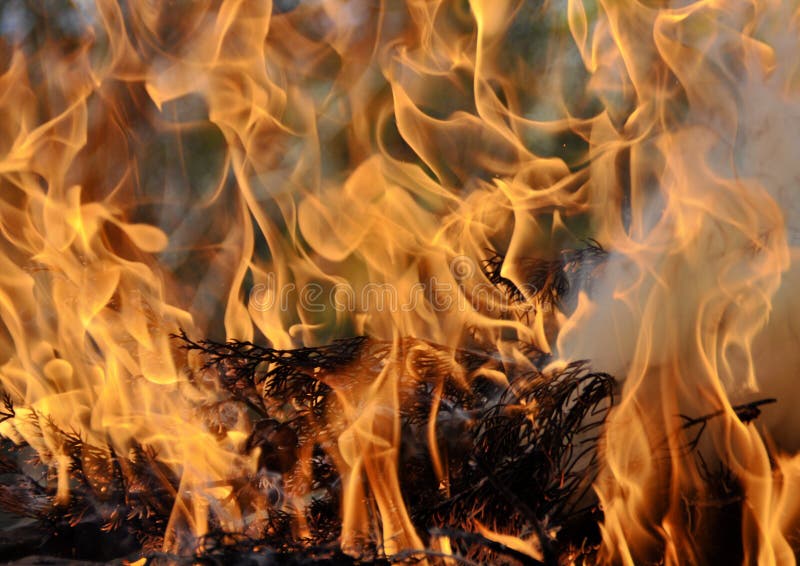 The Fire Burns with a Bright Flame on the Picnic Stock Photo - Image of ...