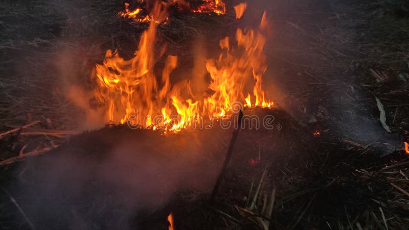 The Fire Burns after Burning Agricultural Waste Stock Photo - Image of ... The Fire Burns after Burning Agricultural Waste Stock Photo - Image of ...