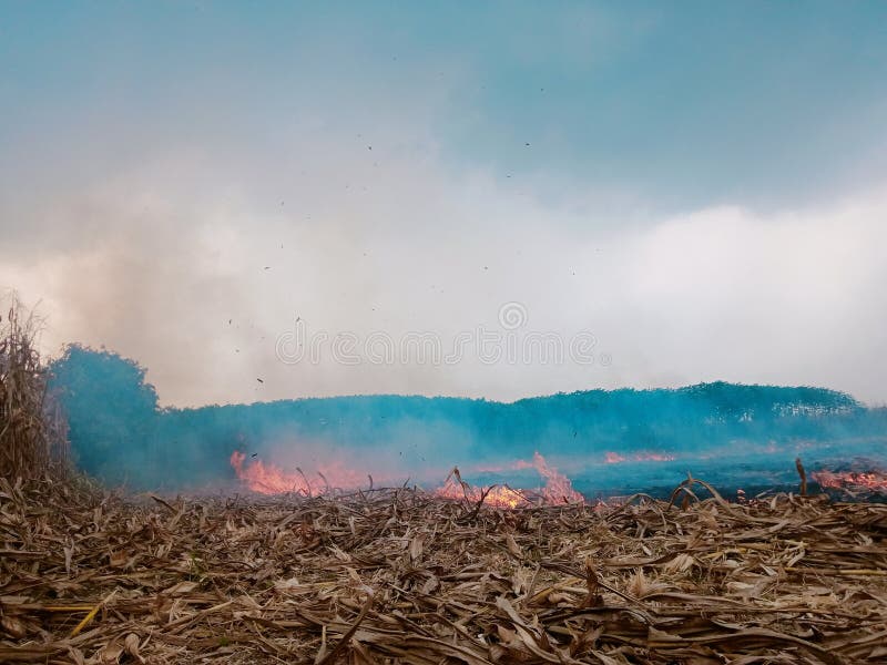 The Fire Burns the Dry Corn Stalks Stock Photo - Image of stalks, corn ...