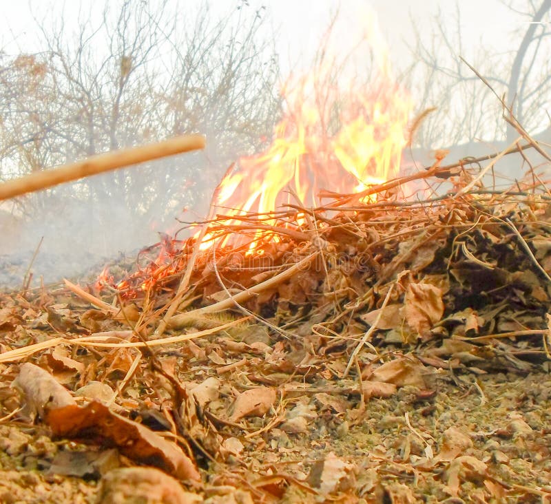 The Fire Burns Dry Leaves Visible Ash and Smoke. Autumn Cleaning Stock ...