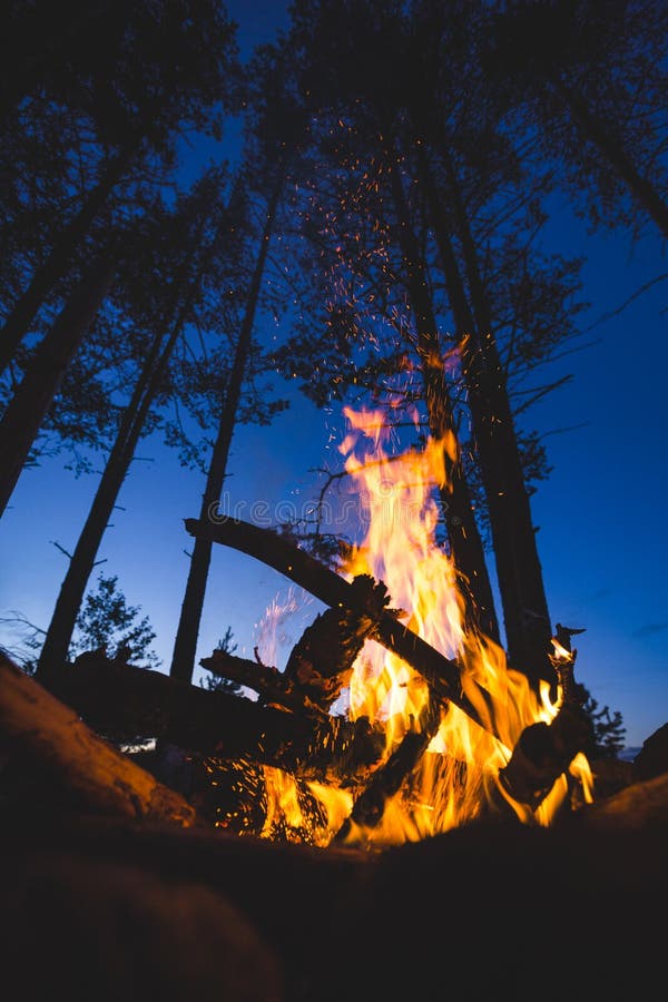 Fire Burns in the Night Forest Stock Image - Image of wild, nature ...