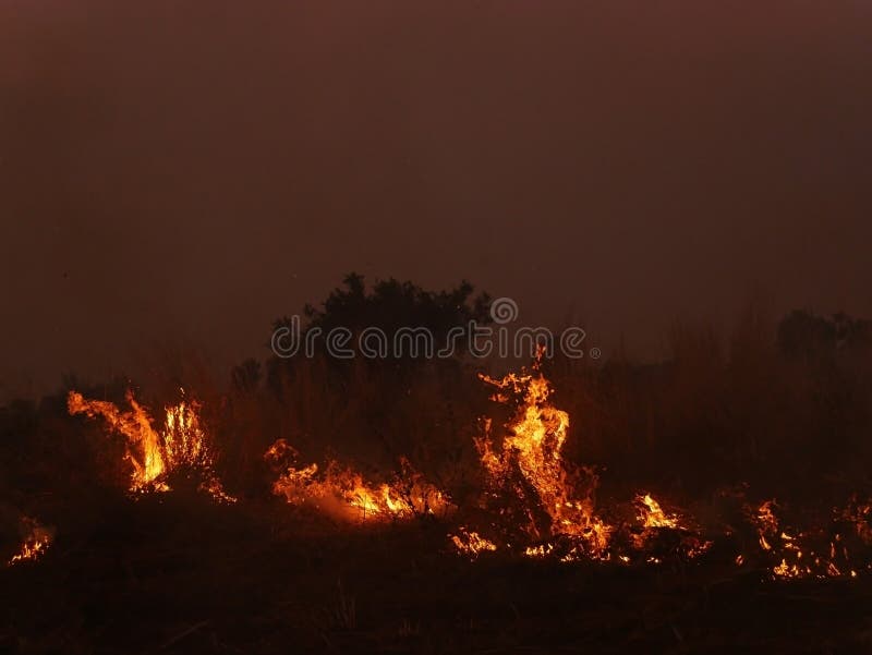 The Fire Burns Rice Straw and Hay in the Field at Night Stock Photo ...