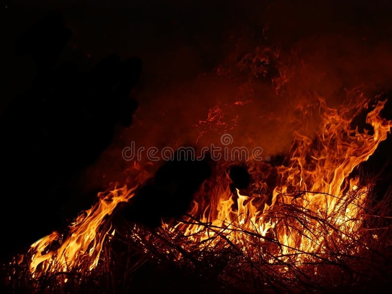 The Fire Burns Rice Straw and Hay in the Field at Night Stock Image ...