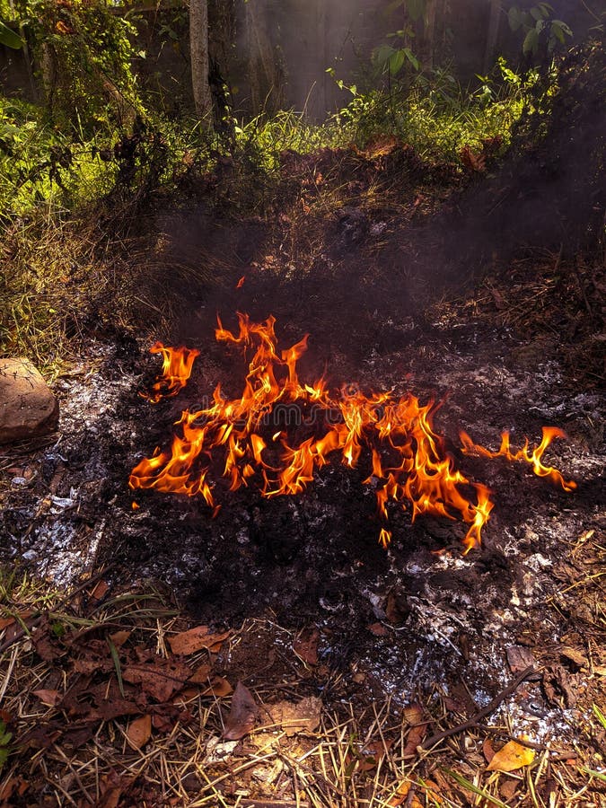 Fire that burns trash stock photo. Image of plant, trash - 229038352