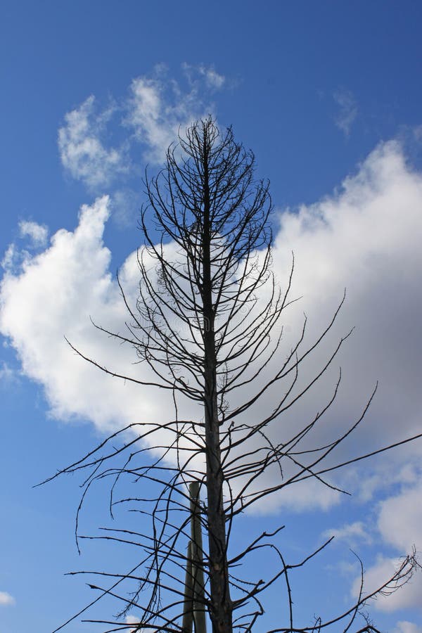 After Fire - Burnt Pine Tree Against Blue Sky. Black Stock Photo ...